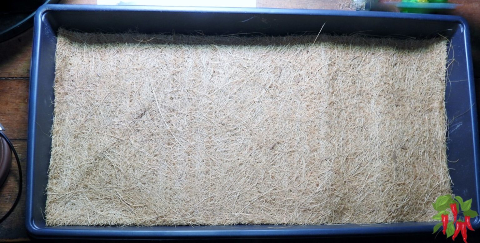 How To Grow Microgreens Without Soil 7 Easy Steps For Beginners - Stay ...