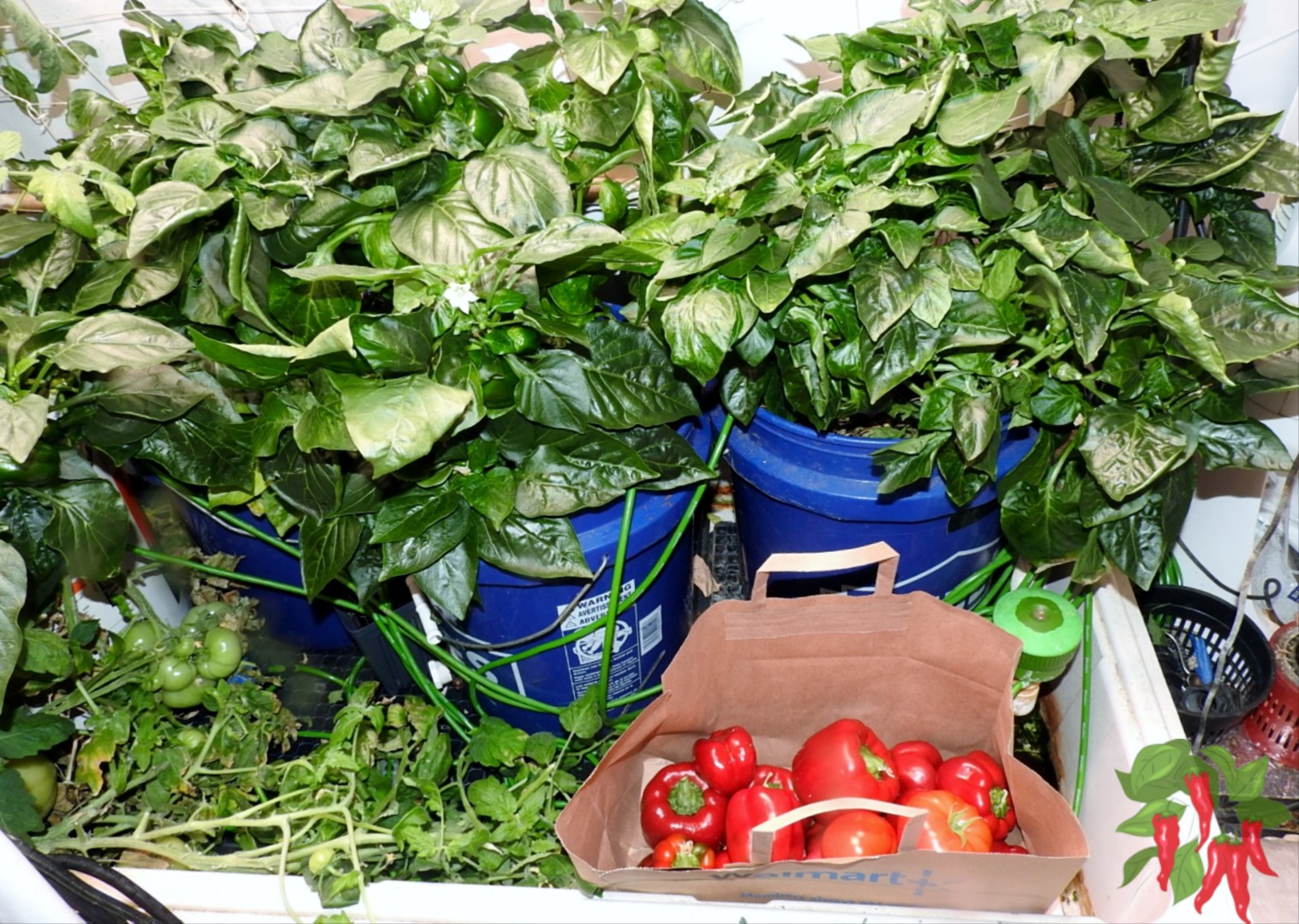 Urban Gardening Benefits: 10 Best Reasons for Urban Farming - Stay ...