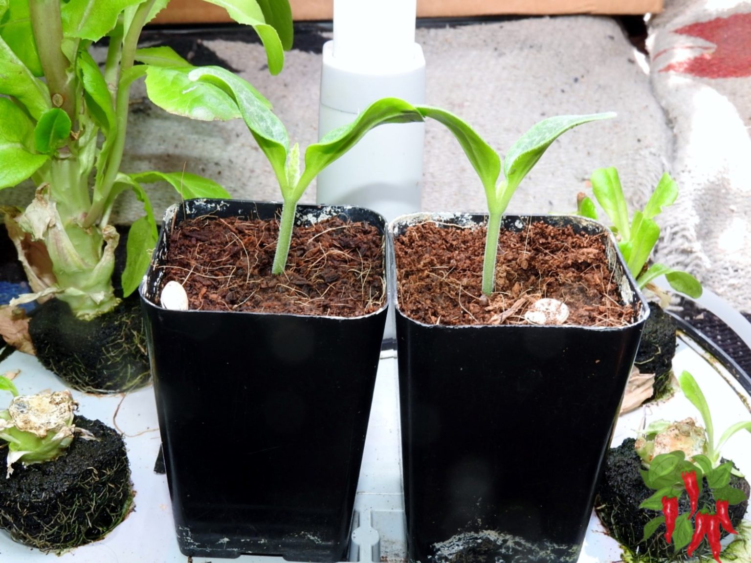 Growing Table Queen Squash: Tips and Tricks for Beginners - Stay Green ...