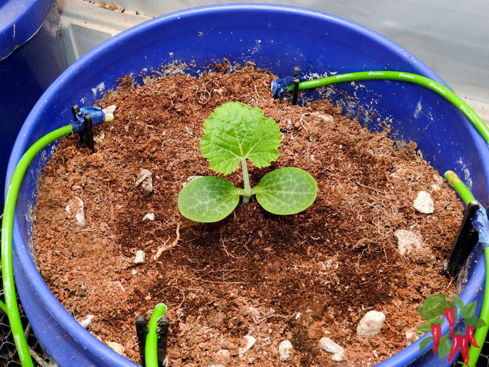 Vertical Garden Irrigation: A Comprehensive Guide - Stay Green Garden