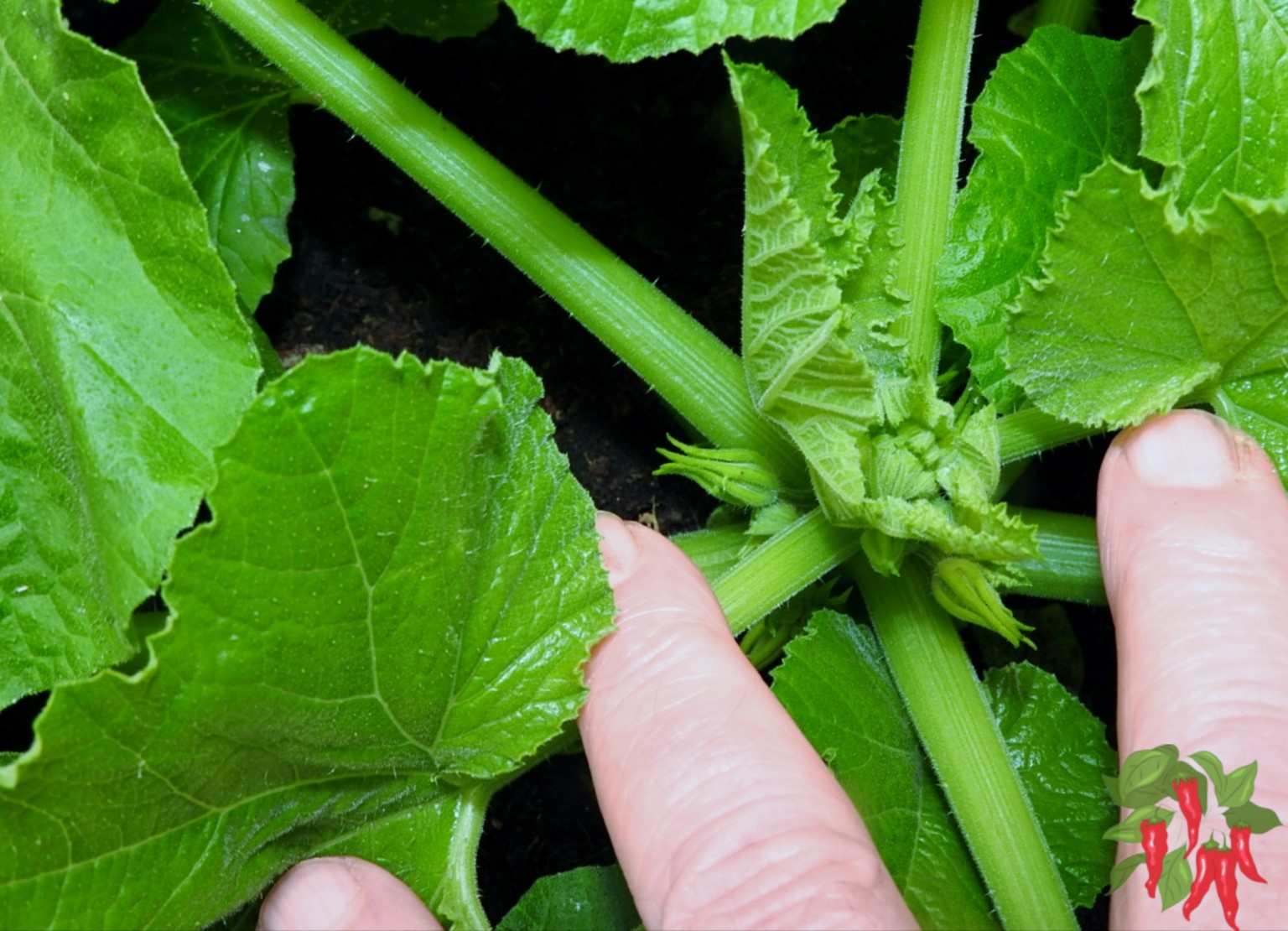 Growing Table Queen Squash: Tips and Tricks for Beginners - Stay Green ...