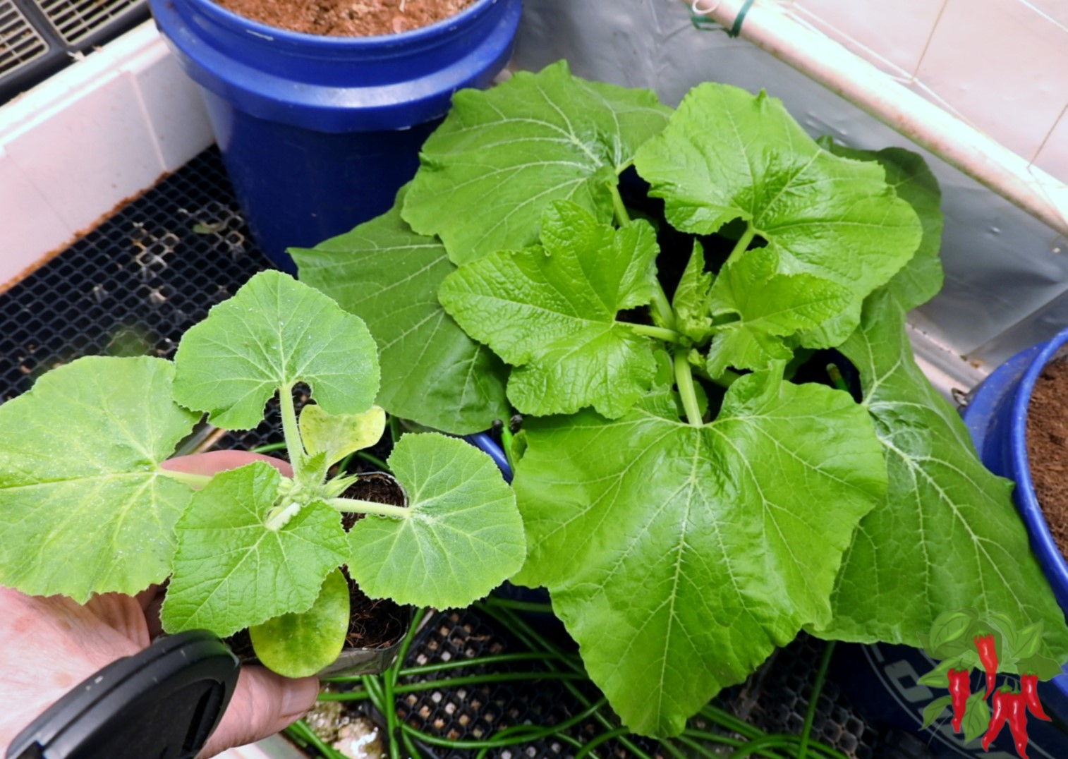 Growing Table Queen Squash: Tips and Tricks for Beginners - Stay Green ...