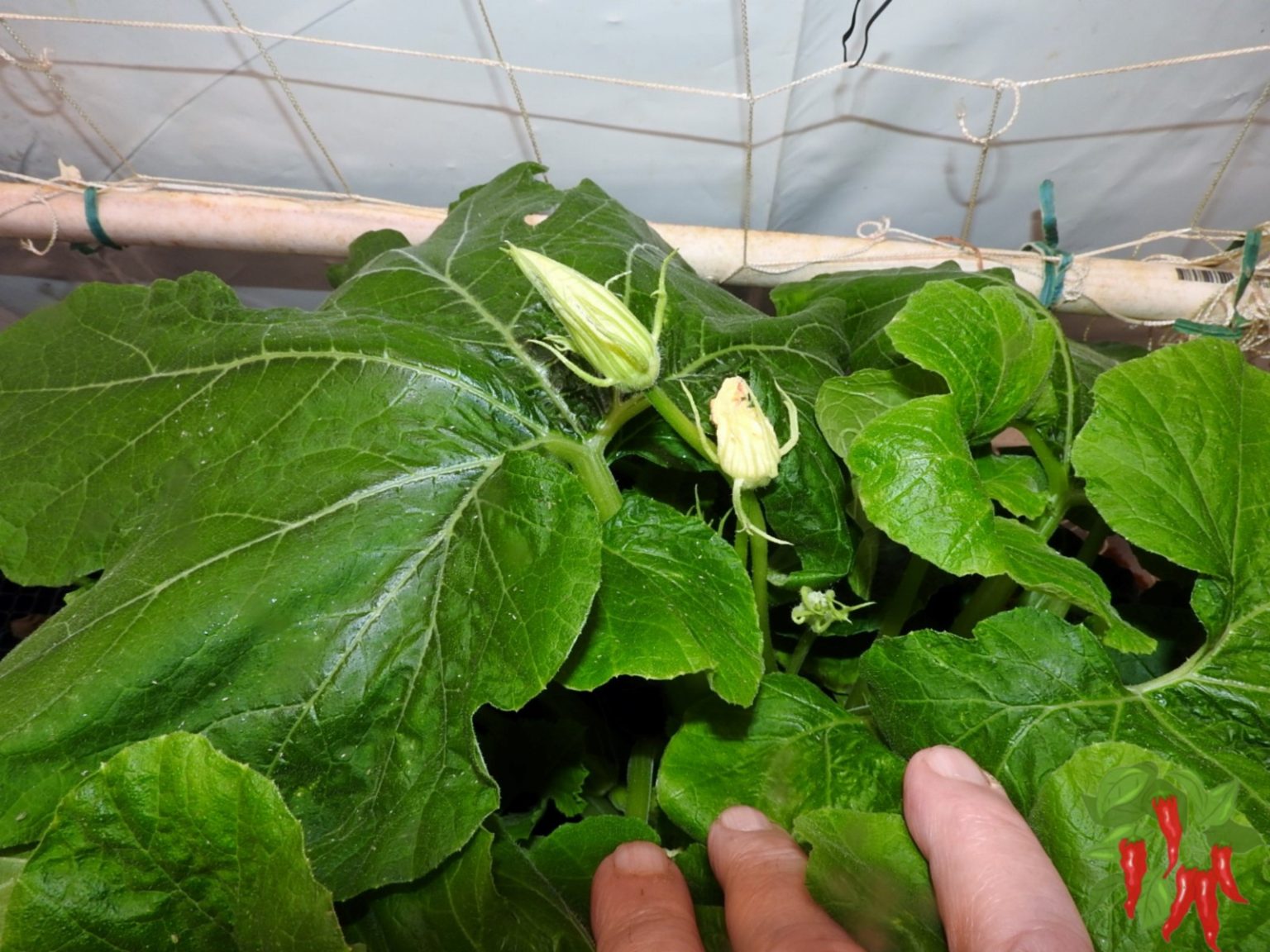 Growing Table Queen Squash: Tips and Tricks for Beginners - Stay Green ...