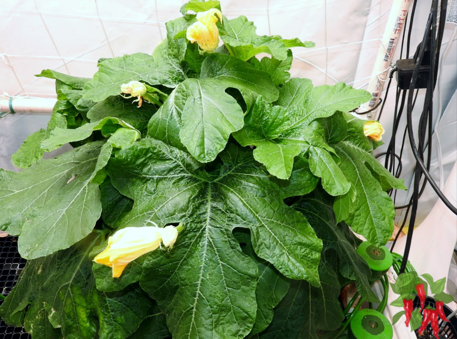 Growing Table Queen Squash: Tips and Tricks for Beginners - Stay Green ...