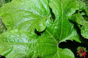 How To Get Rid of Aphids on Squash Plants: Tips and Tricks - Stay Green ...