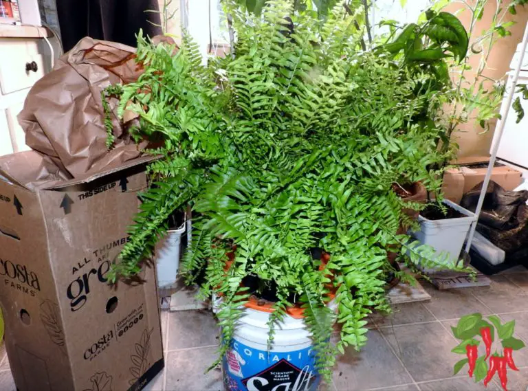 Boston Fern Hanging Basket Care: 10 Easy Care Tips - Stay Green Garden
