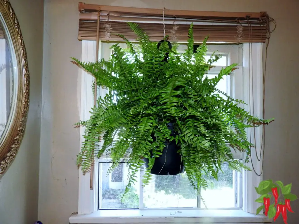 Boston Fern Indoor Care: Nephrolepis exaltata Easy Care Tips - Stay ...
