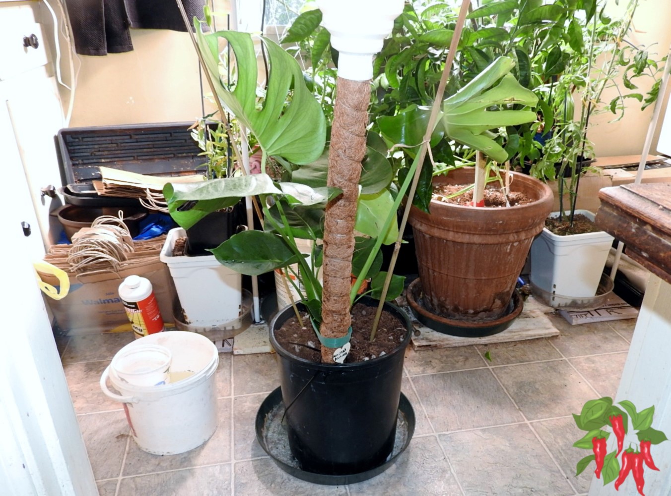 Monstera Deliciosa Care Indoors: 16 Easy Tips and Tricks - Stay Green ...