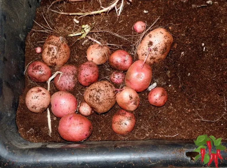 Growing Red Potatoes in Containers: 11 Easy Tips and Tricks - Stay ...