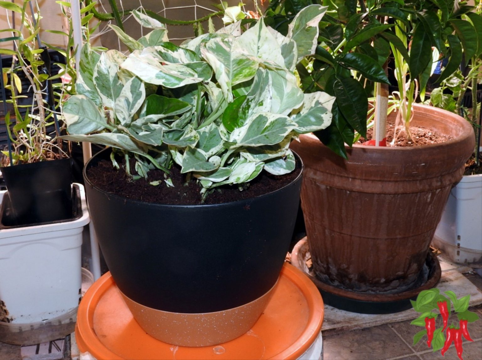 N'Joy Pothos Care: 19 Easy Pothos Care Tips and Tricks - Stay Green Garden