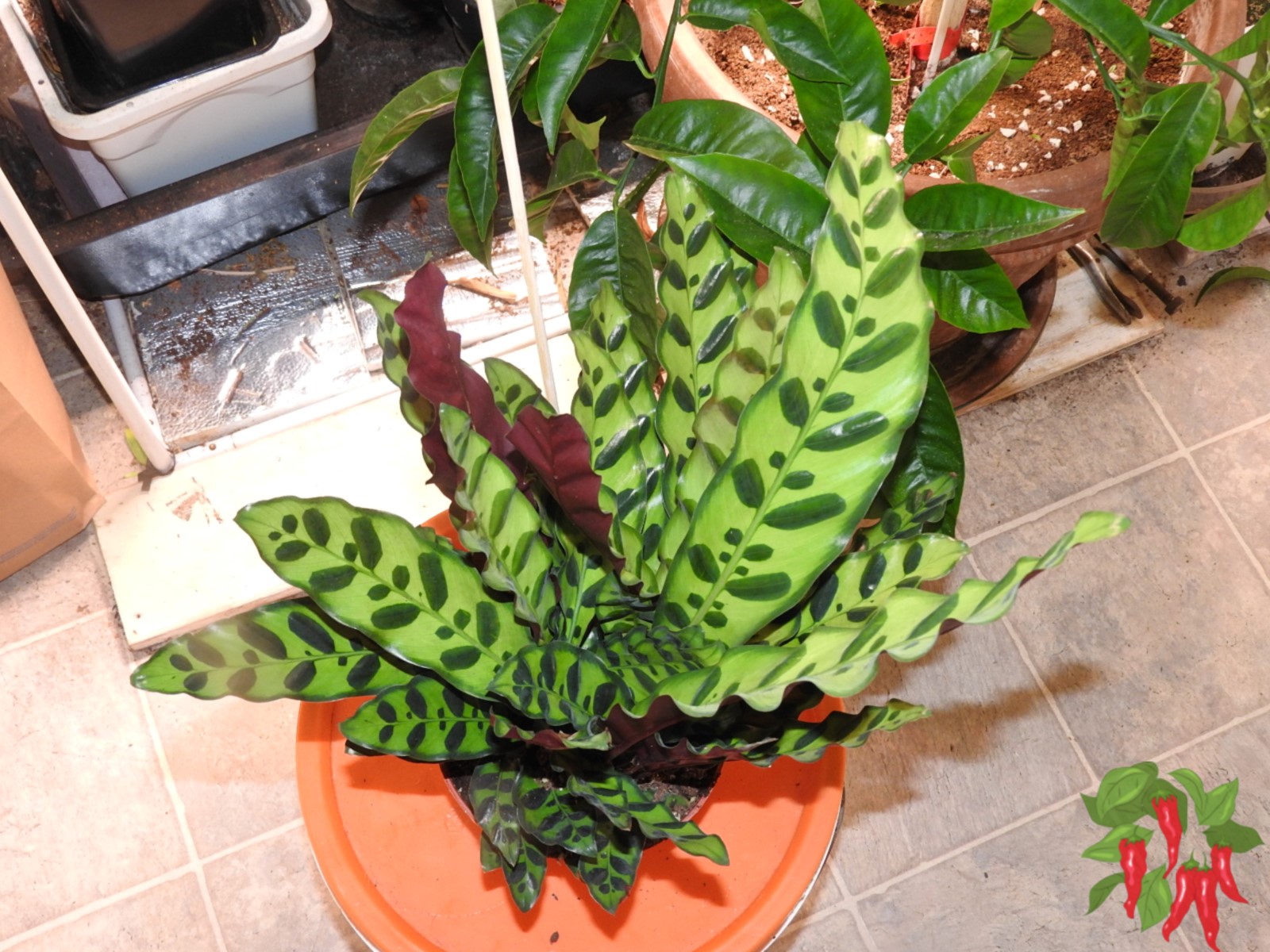 Caring For Rattlesnake Plant: Easy Calathea lancifolia Tips - Stay ...