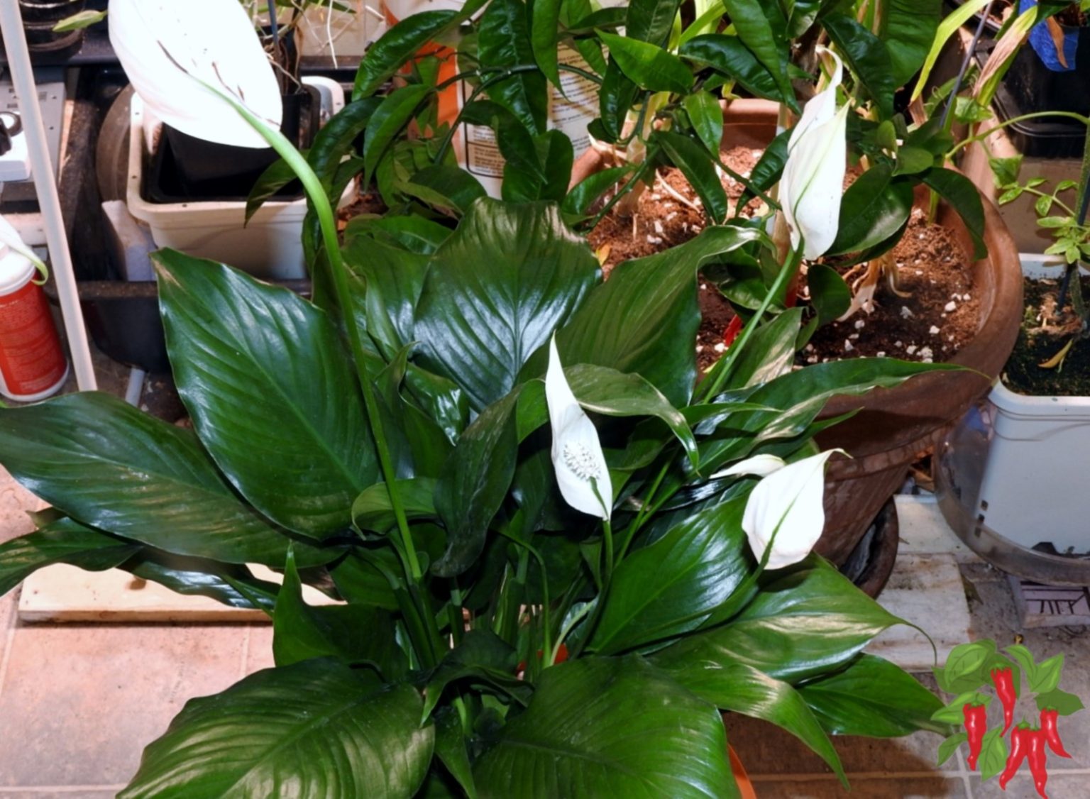 How To Care for a Peace Lily Indoors: Easy Beginners Guide - Stay Green ...