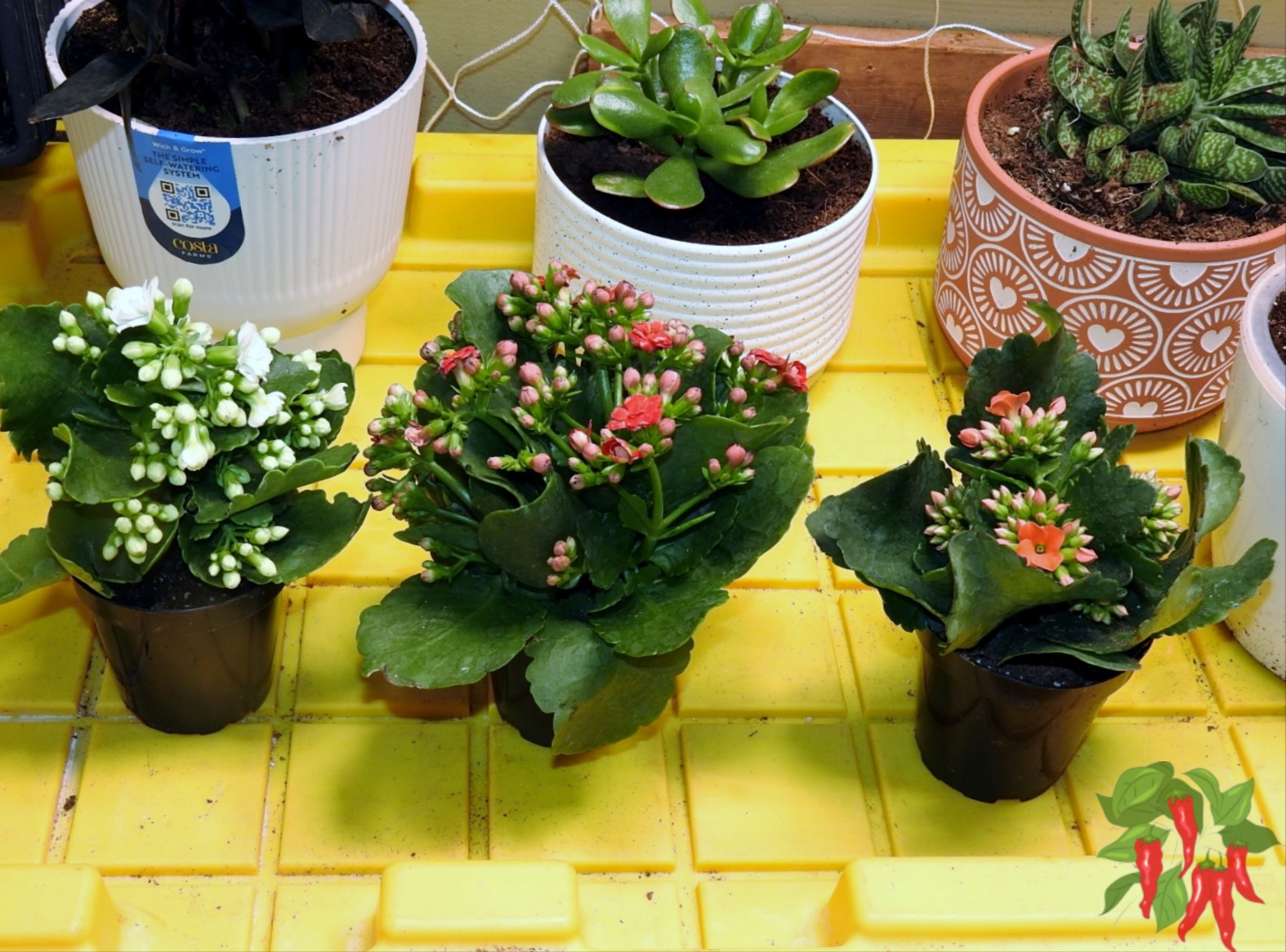 Flaming Katy Plant Care: Easy Indoor Kalanchoe Success Tips - Stay ...