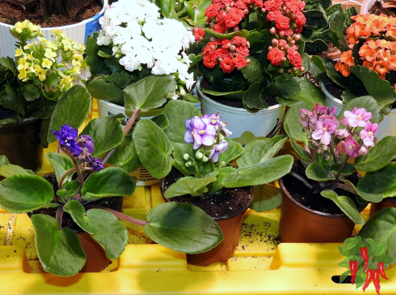 African Violet Plant Care: Easy Saintpaulia Growth Secrets - Stay Green ...