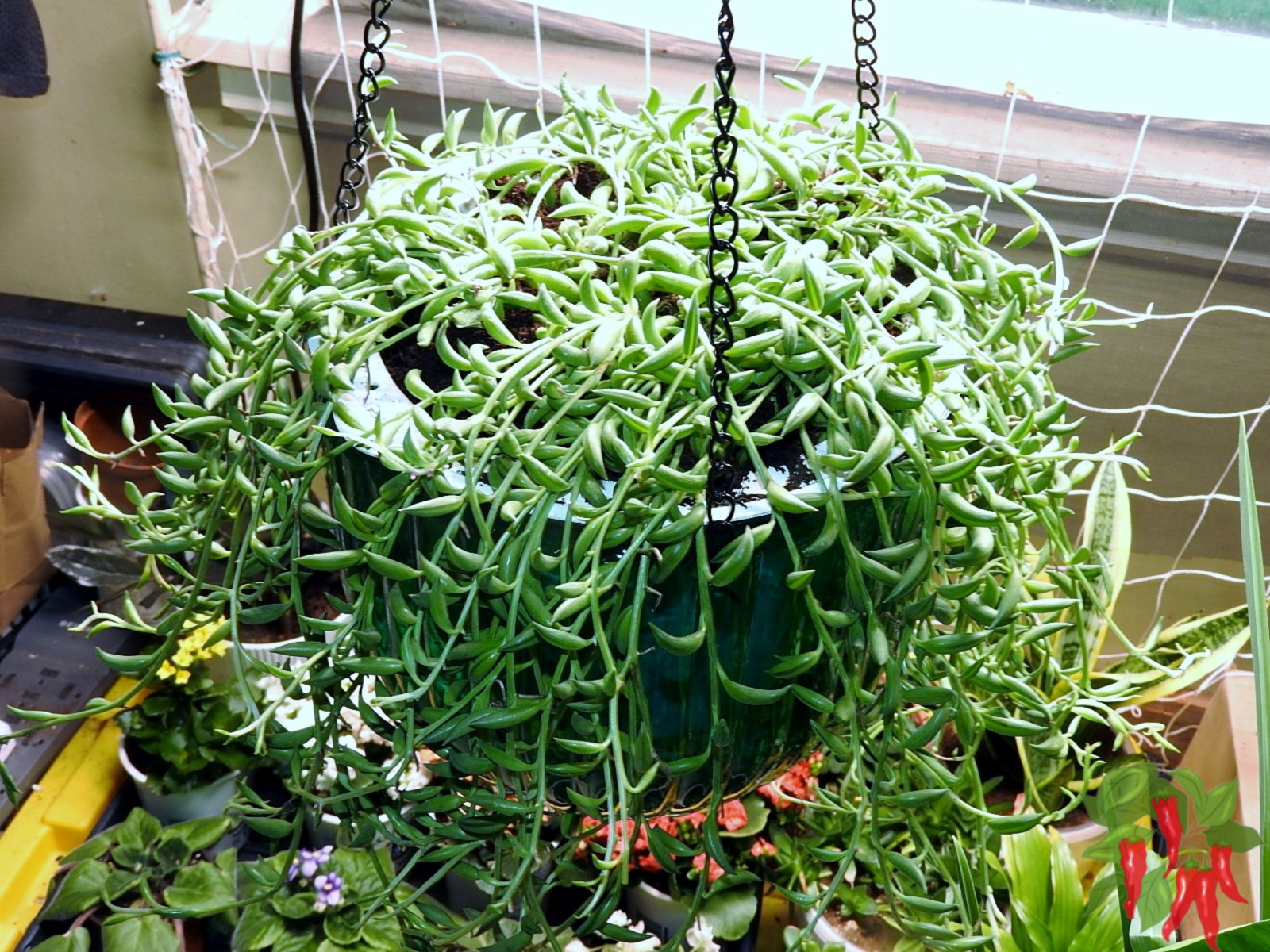 String of Bananas: Easy Care Guide for Beginners - Stay Green Garden