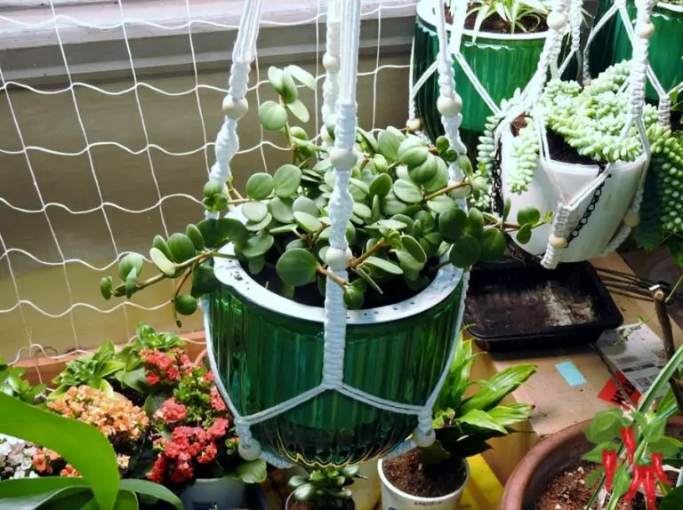 Peperomia Hope Plant Care: A Complete Growing Guide - Stay Green Garden