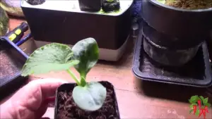 Growing Table Queen Squash: Tips and Tricks for Beginners - Stay Green ...