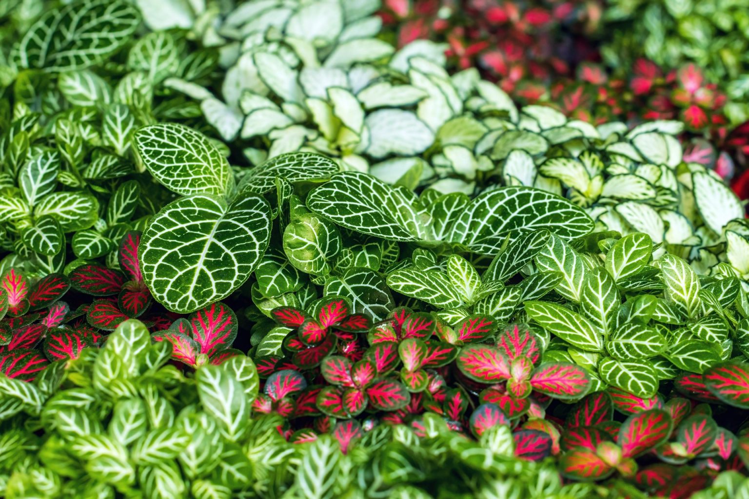 Nerve Plant Care: Comprehensive Guide to Growing Fittonia - Stay Green ...