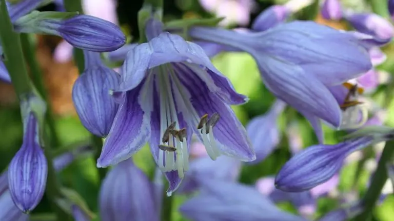 Heart Shaped Hosta Care: Mastering Shade Complete Guide - Stay Green Garden
