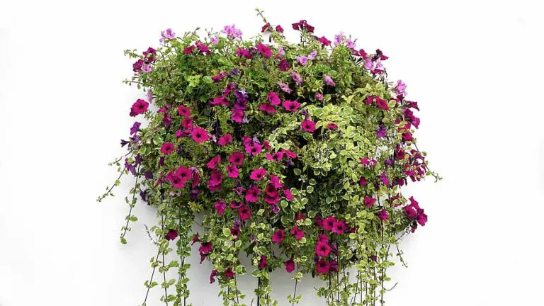 Best Trailing Plants for Hanging Baskets: 30 New Plant Tips - Stay ...