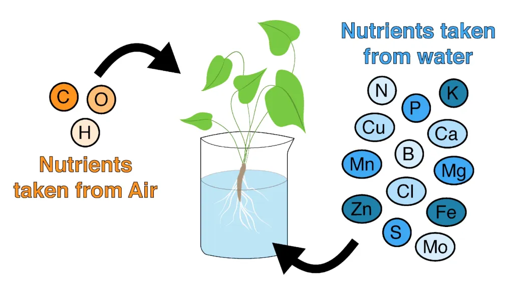 What Is Hydroponic Solution Made Of? 7 Tips and Answers - Stay Green Garden